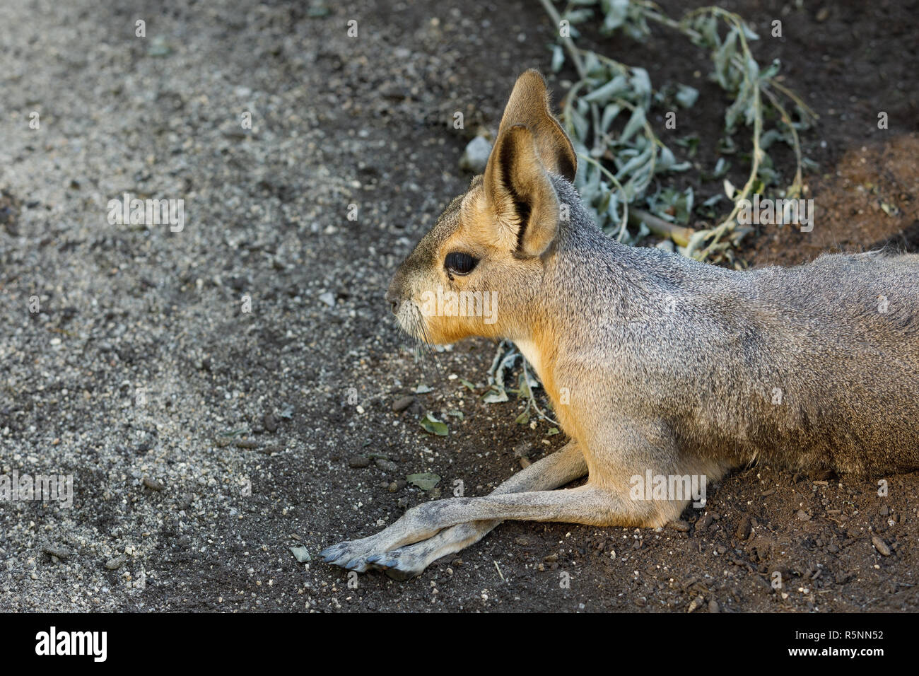 Patagonian Mara (Dolichotis patagonum Stock Photo - Alamy