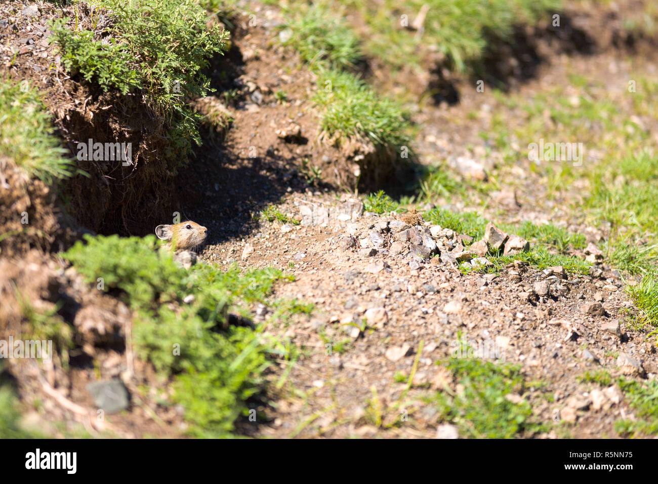 Desert Hamster High Resolution Stock Photography and Images - Alamy