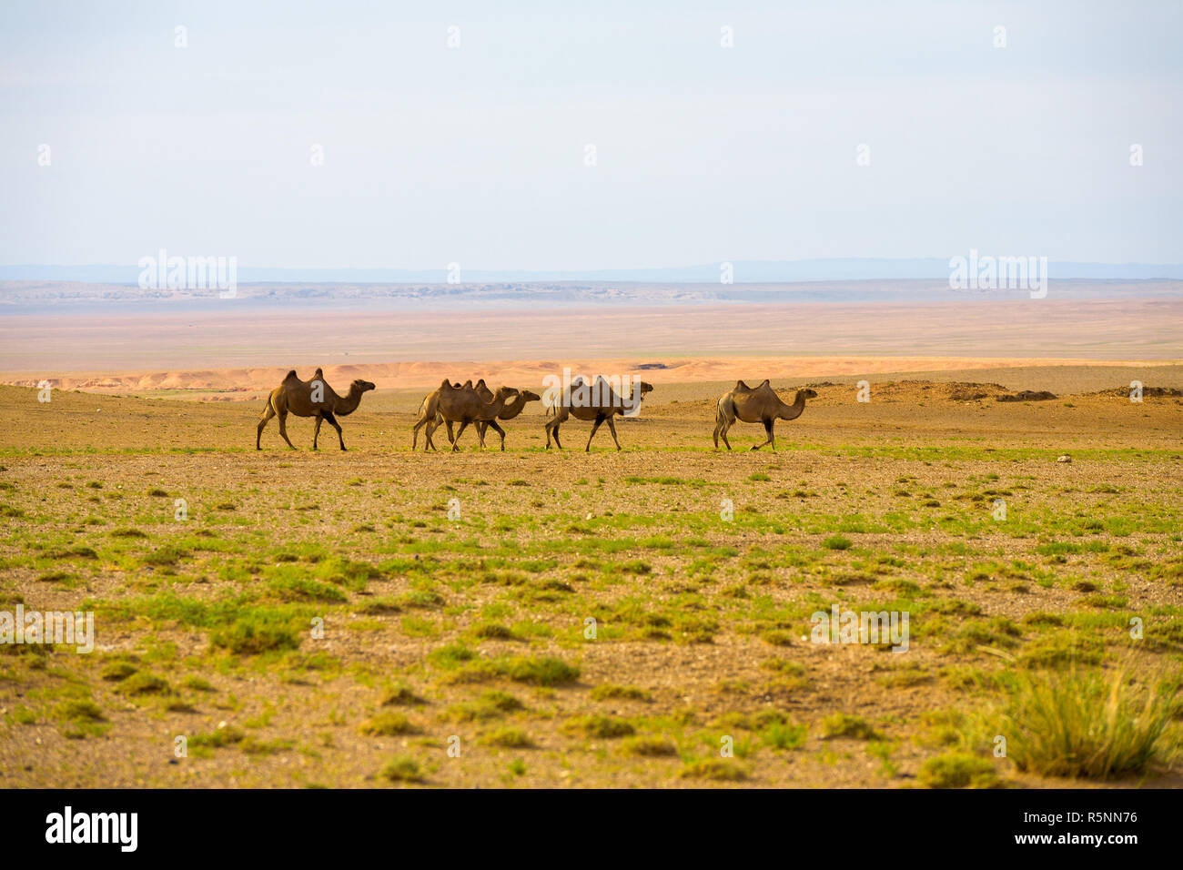 Herd Double Hump Bactrian Camels Row Gobi Desert Stock Photo - Alamy