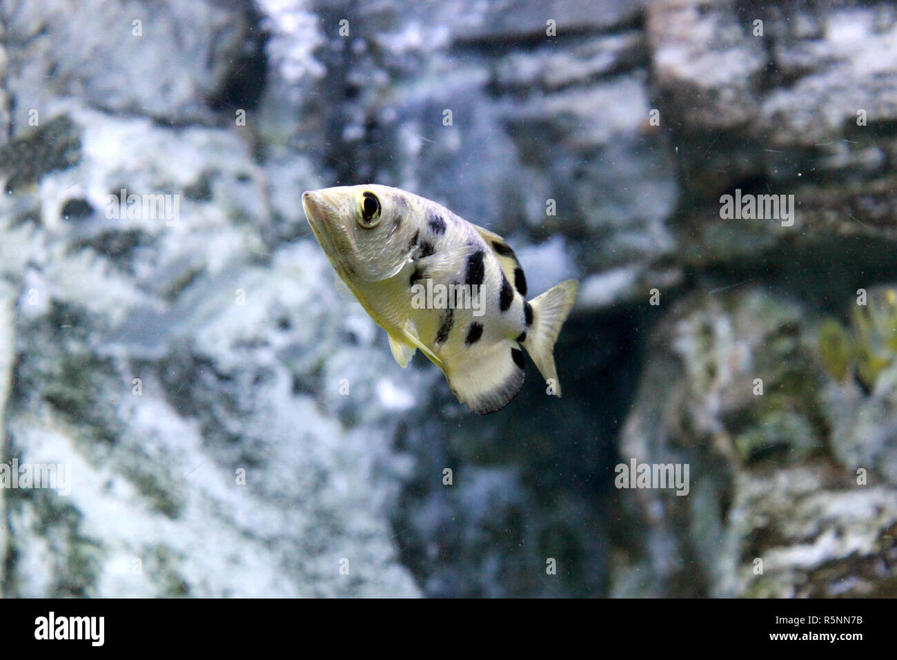 Archer fish hi-res stock photography and images - Alamy