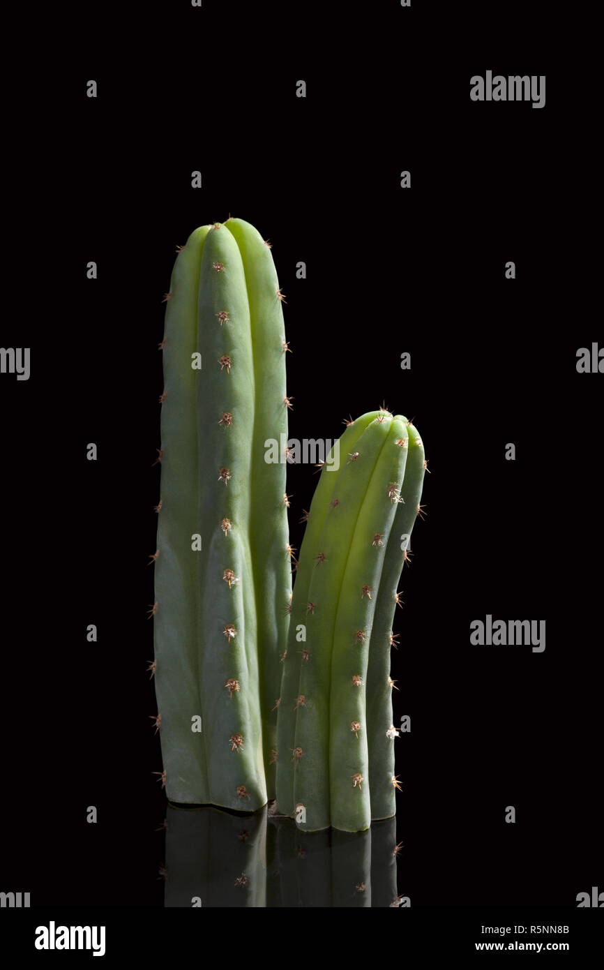 Mescalin cactus hi-res stock photography and images - Alamy