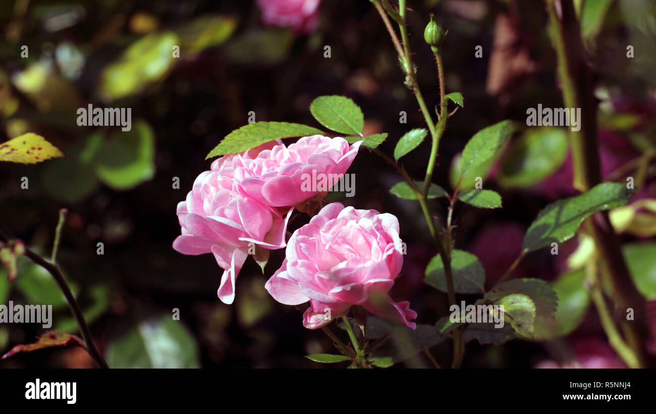 Rosenzweig hi-res stock photography and images - Alamy