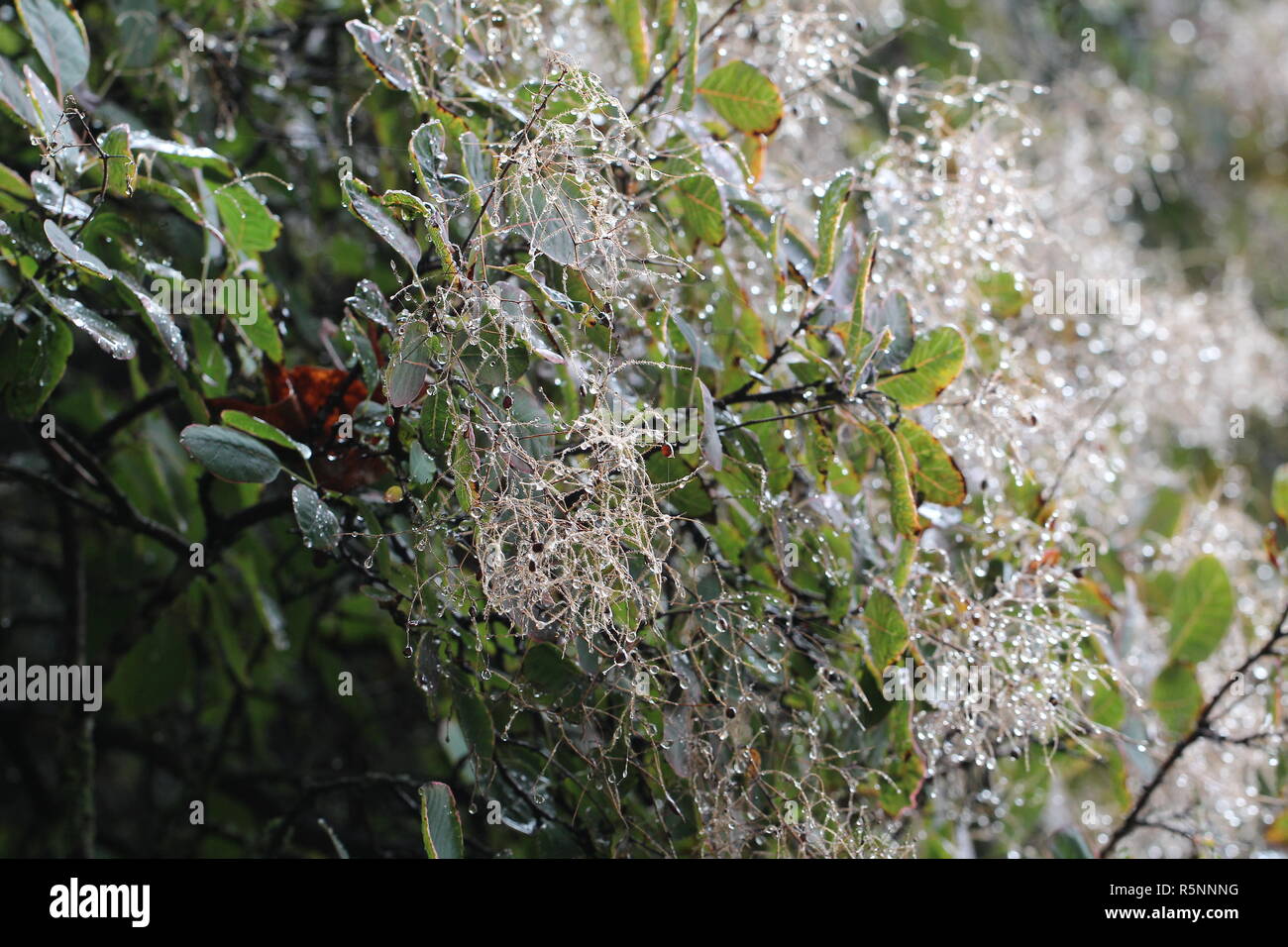 Morning dew. Drops on the branches of trees Stock Photo - Alamy