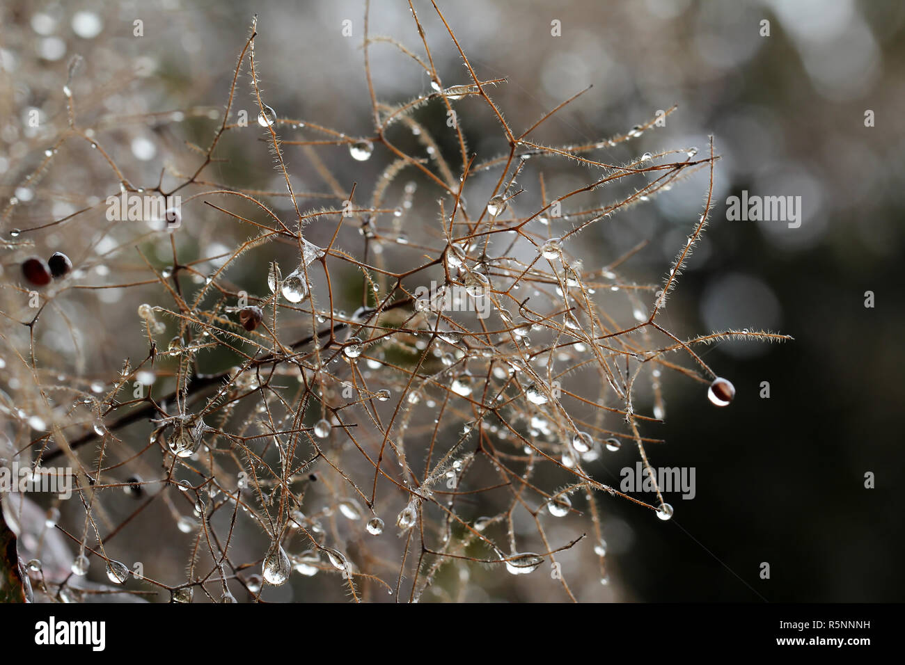 Morning dew. Drops on the branches of trees Stock Photo - Alamy