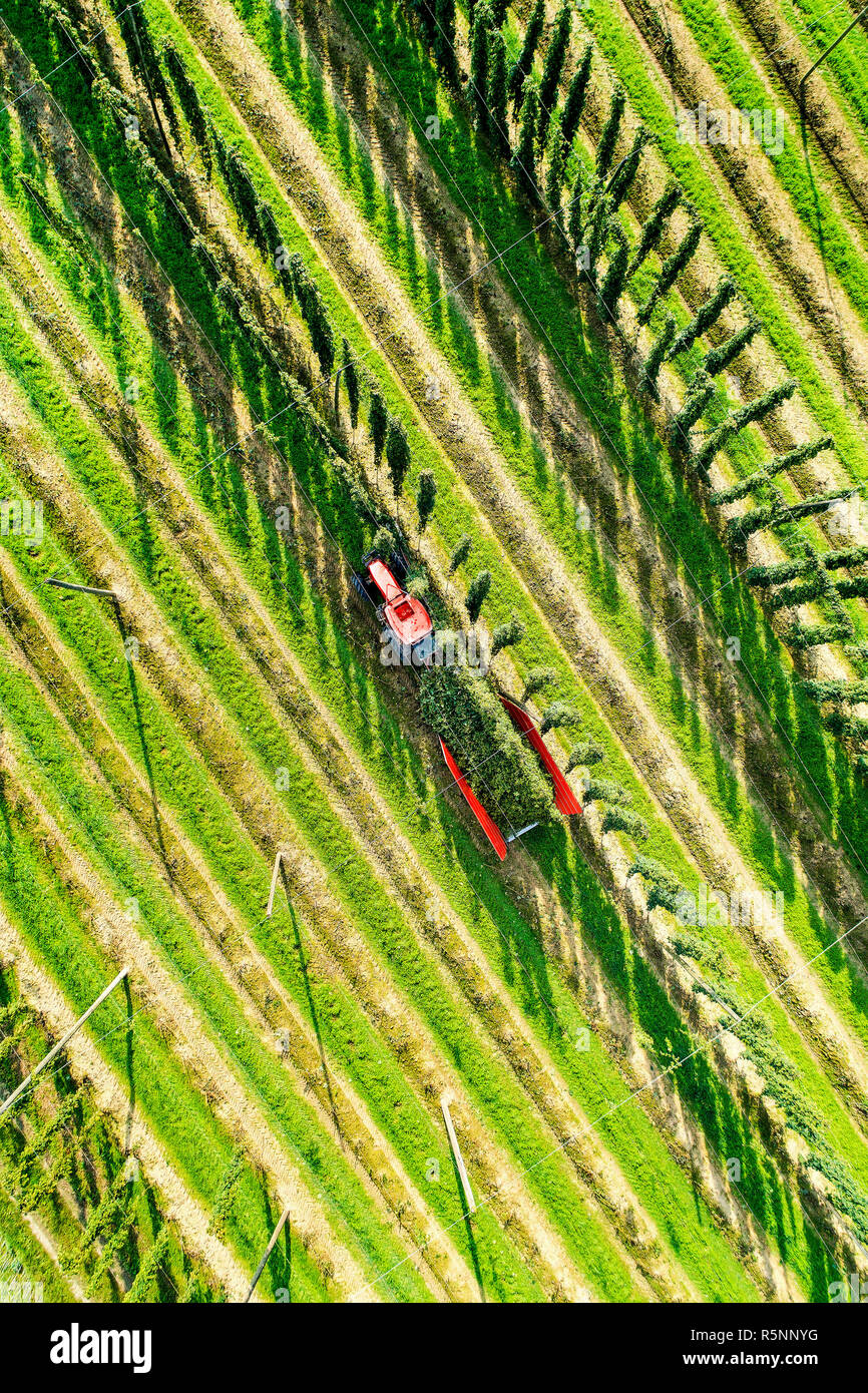 Hopfenanbau hi-res stock photography and images - Alamy