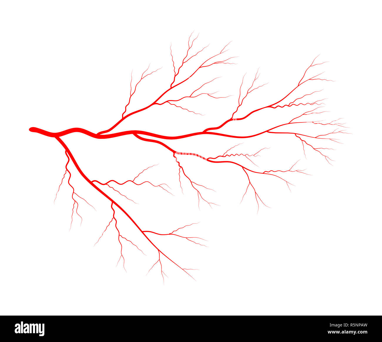 vein blood system vector symbol icon design. Beautiful illustration ...