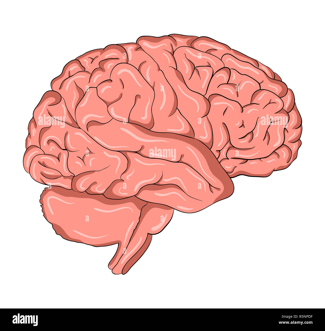 Brain cartoon vector symbol icon design. Beautiful illustration ...