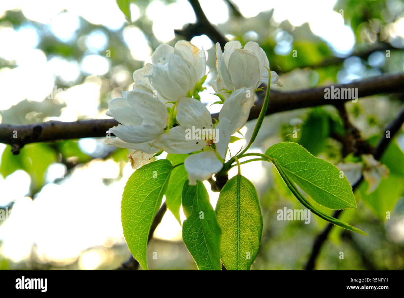 Apple blossoms in early spring on the young Apple tree, Russia Stock ...