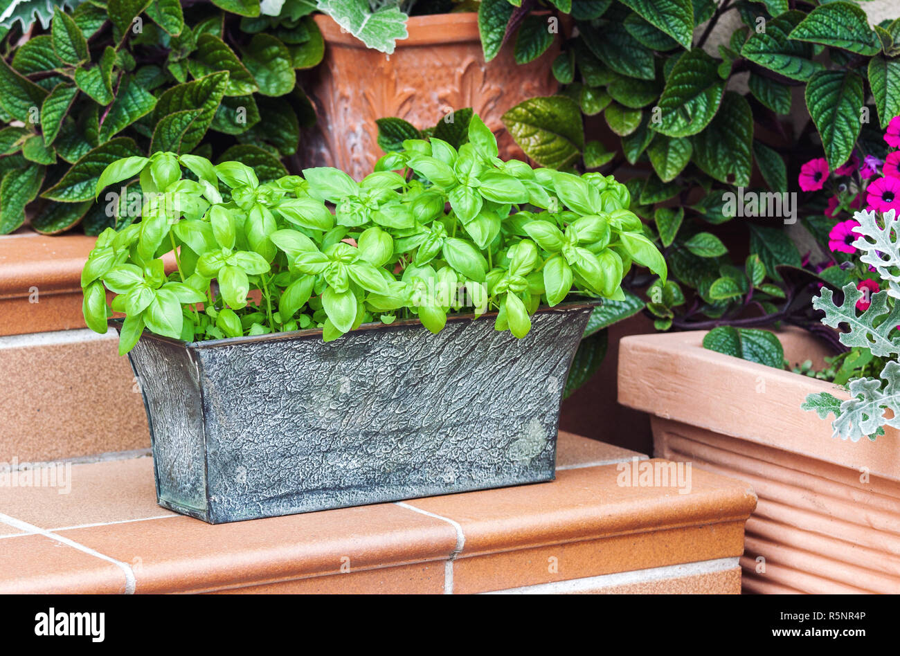 Potted fresh basil outdoors Stock Photo - Alamy
