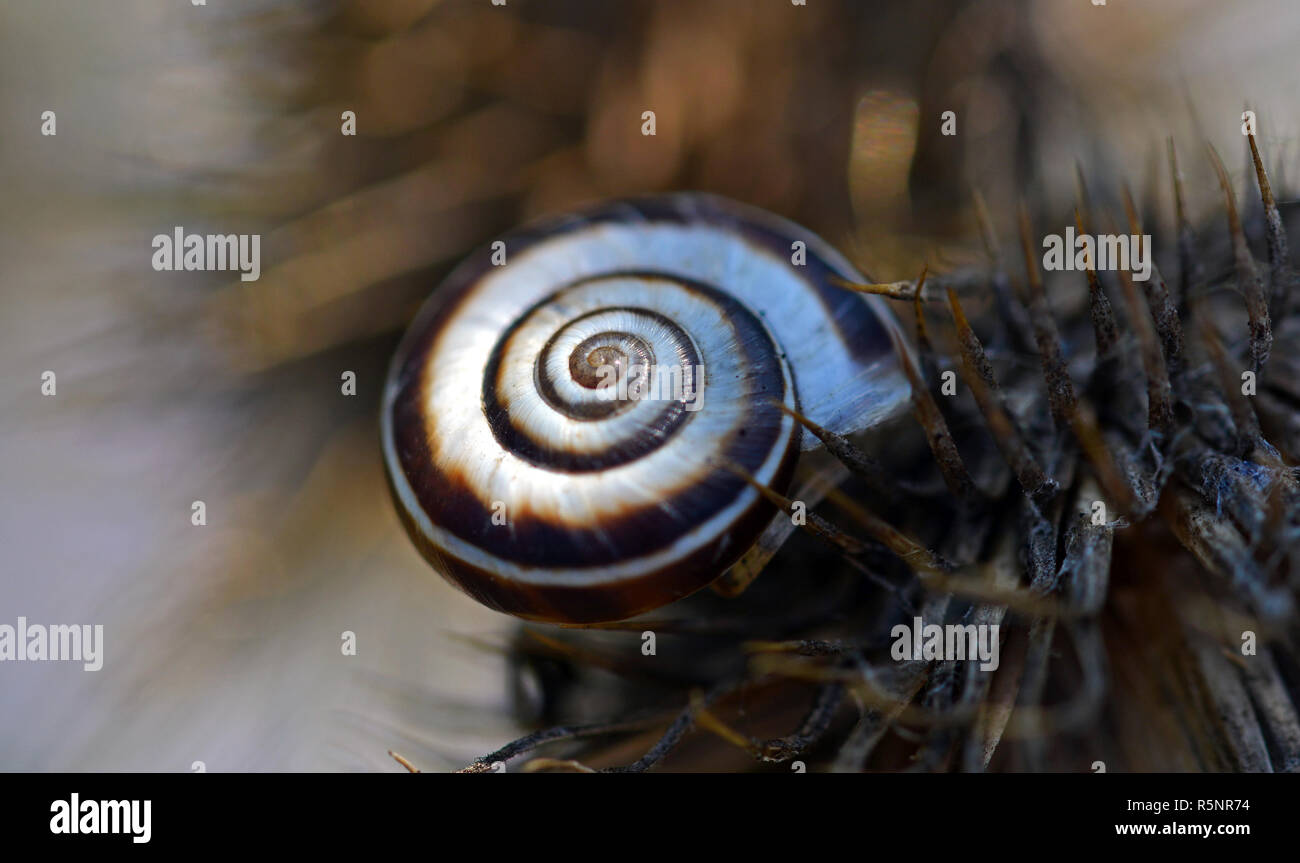 Pretty snail shell hi-res stock photography and images - Alamy