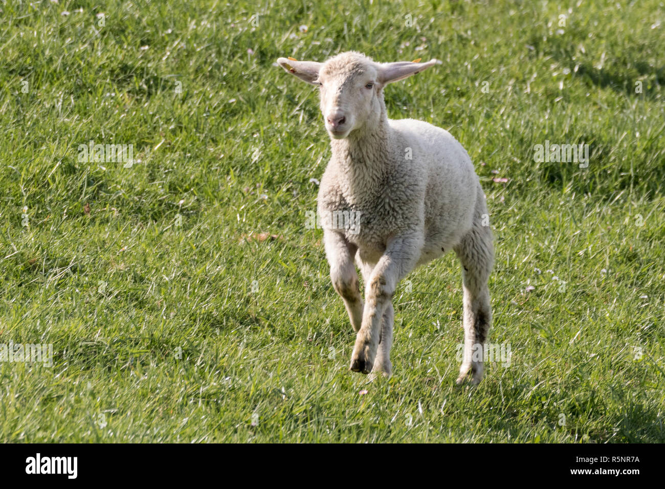 Blockhead Animals High Resolution Stock Photography and Images - Alamy