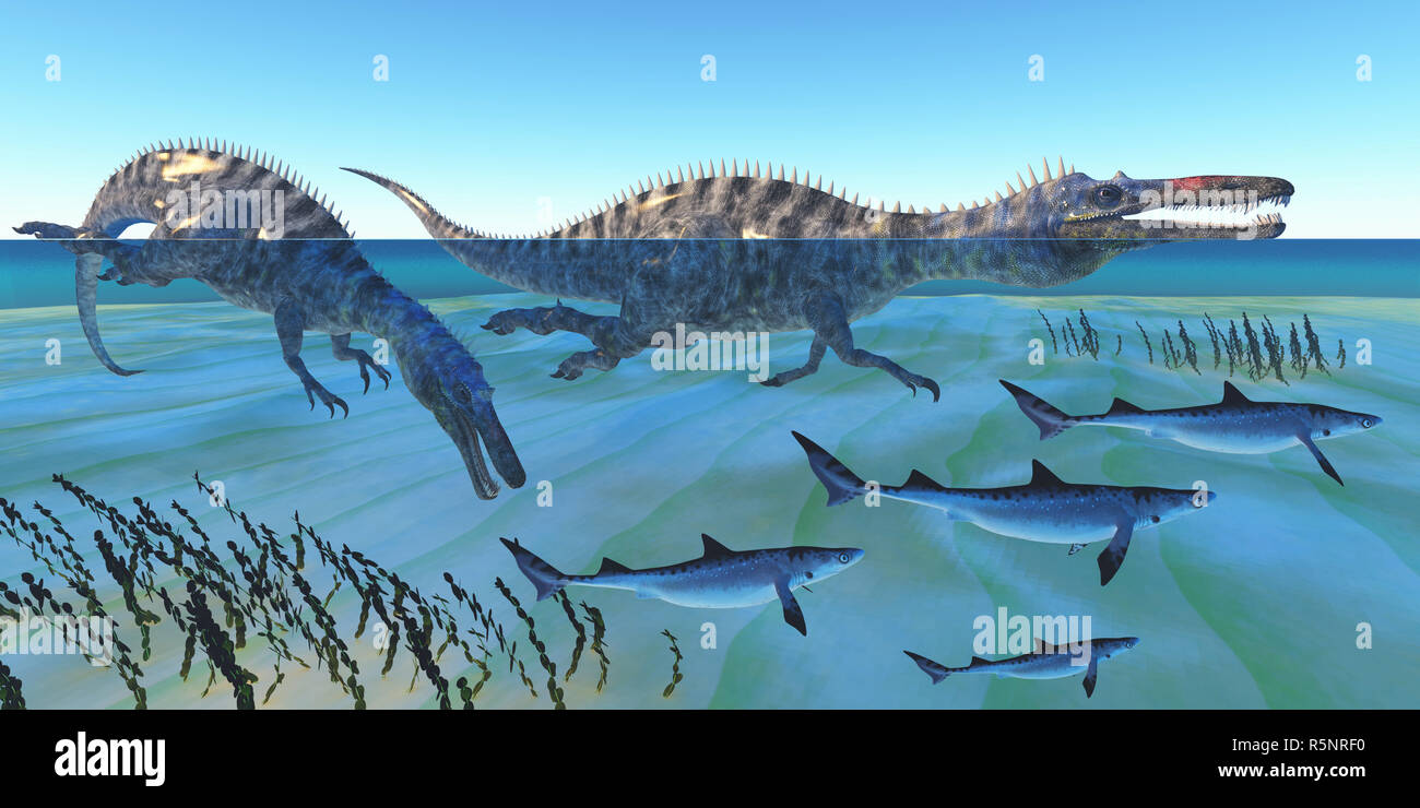 Lamna Obliqua Shark Cretaceous England