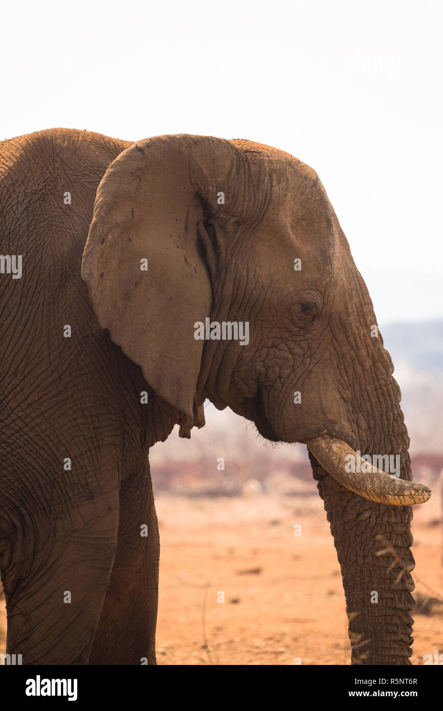 African elephant side profile hi-res stock photography and images - Alamy