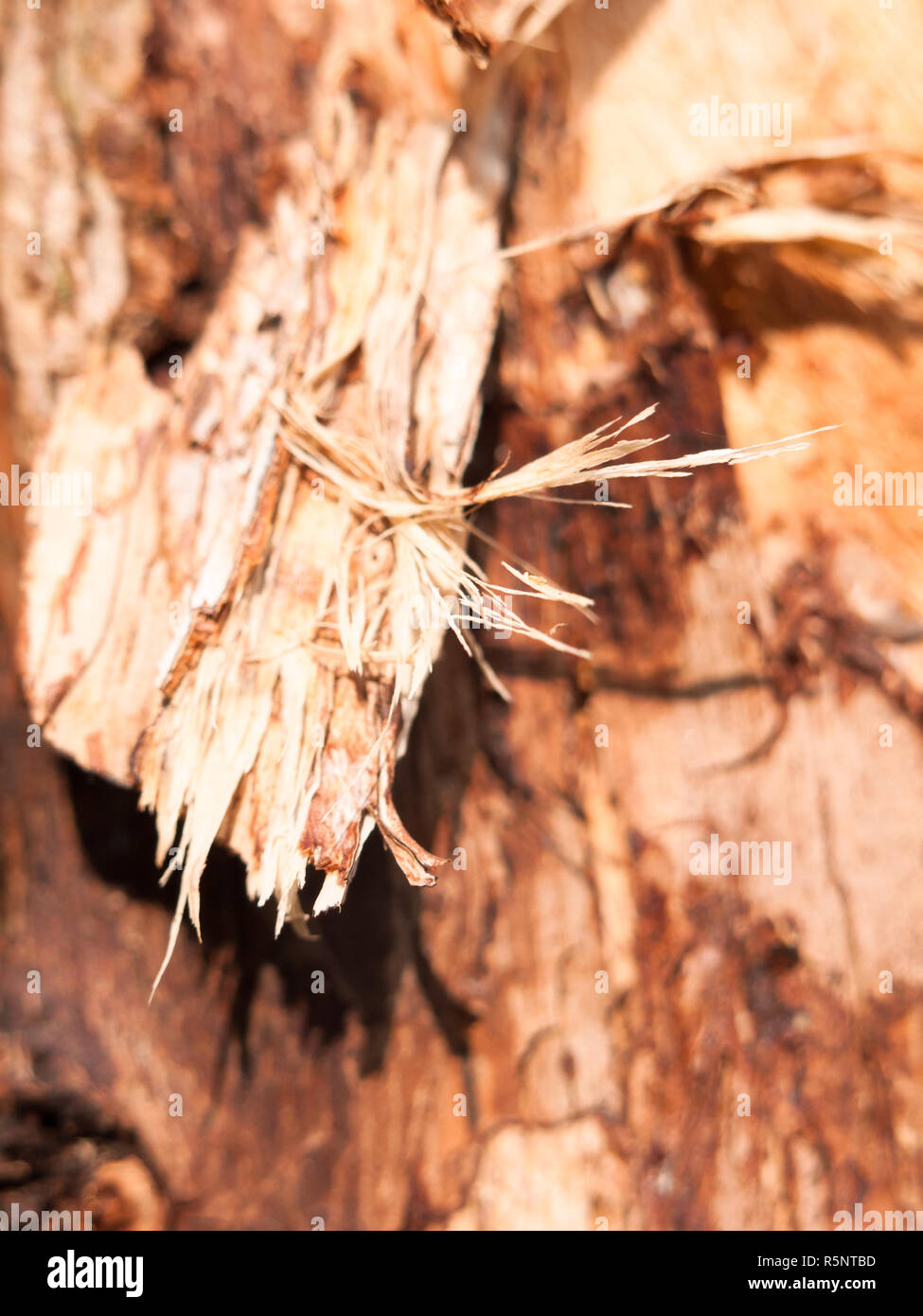 close up texture of wood bark on tree cut into Stock Photo - Alamy