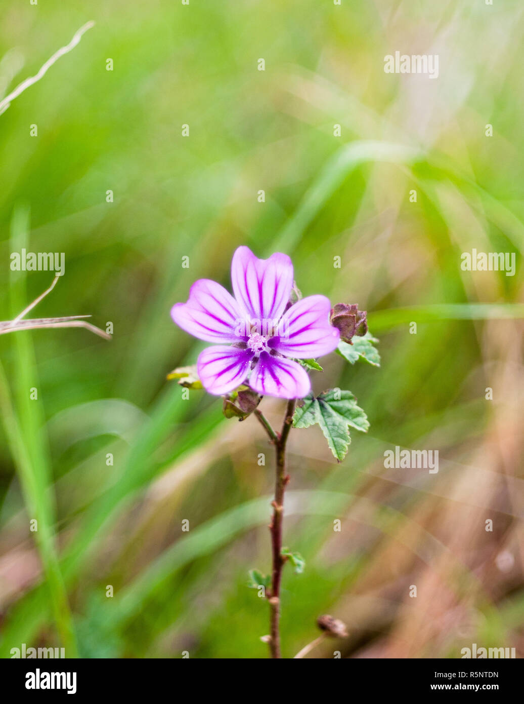 close up of petals flower head of single common mallow Malva sylvestris ...