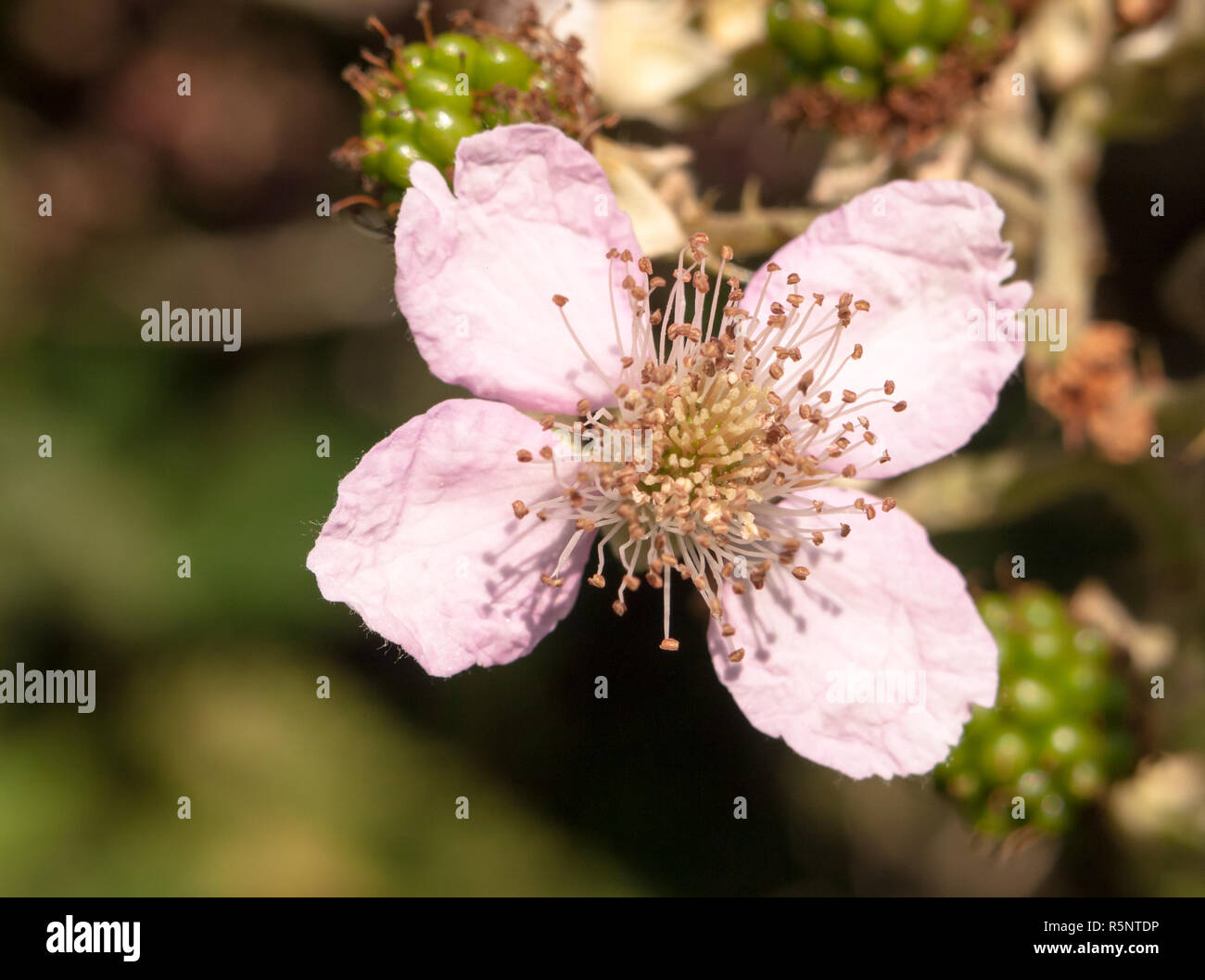 close up of pink bramble flower head Rubus fruticosus Stock Photo - Alamy