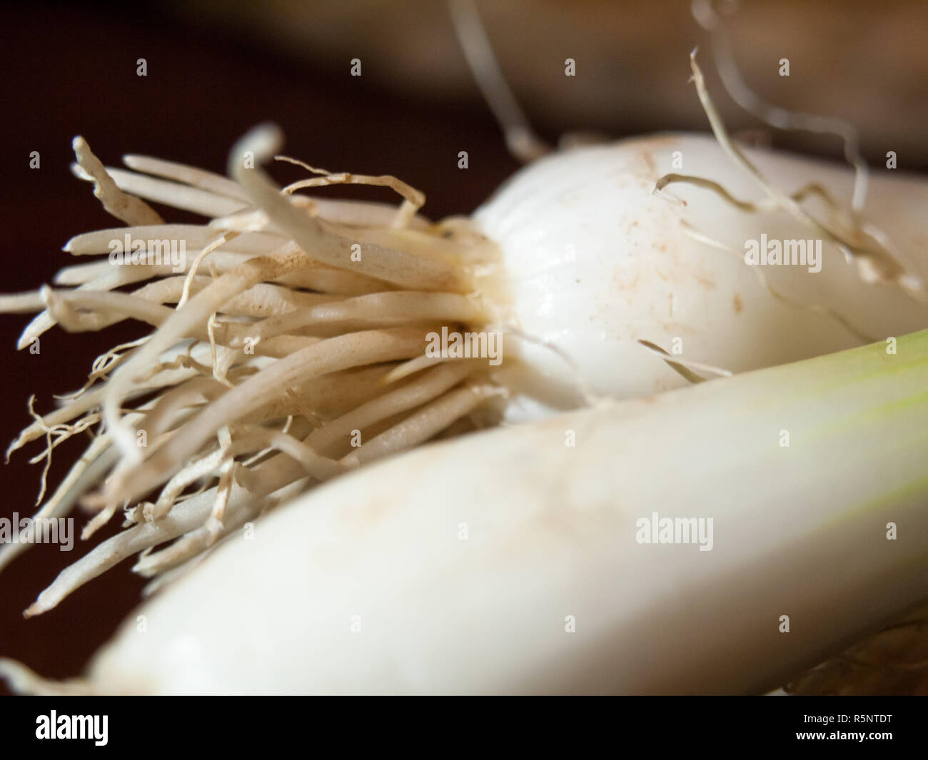 Eats plant roots hi-res stock photography and images - Alamy