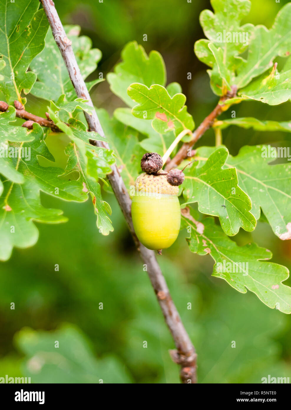 Oak tree leaves background fall quercus robur hi-res stock photography ...