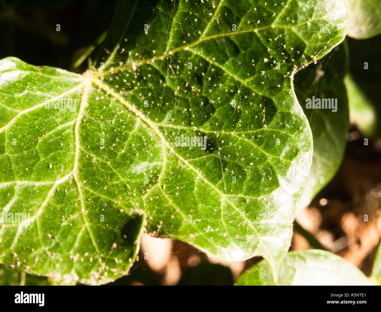 Ivory leaf hi-res stock photography and images - Alamy