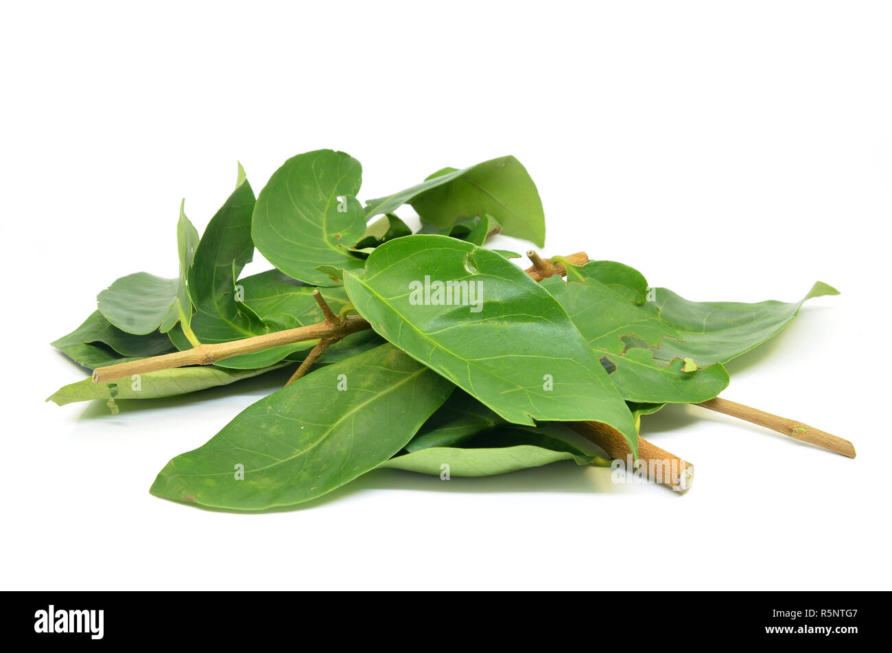Indonesian leafs hi-res stock photography and images - Alamy