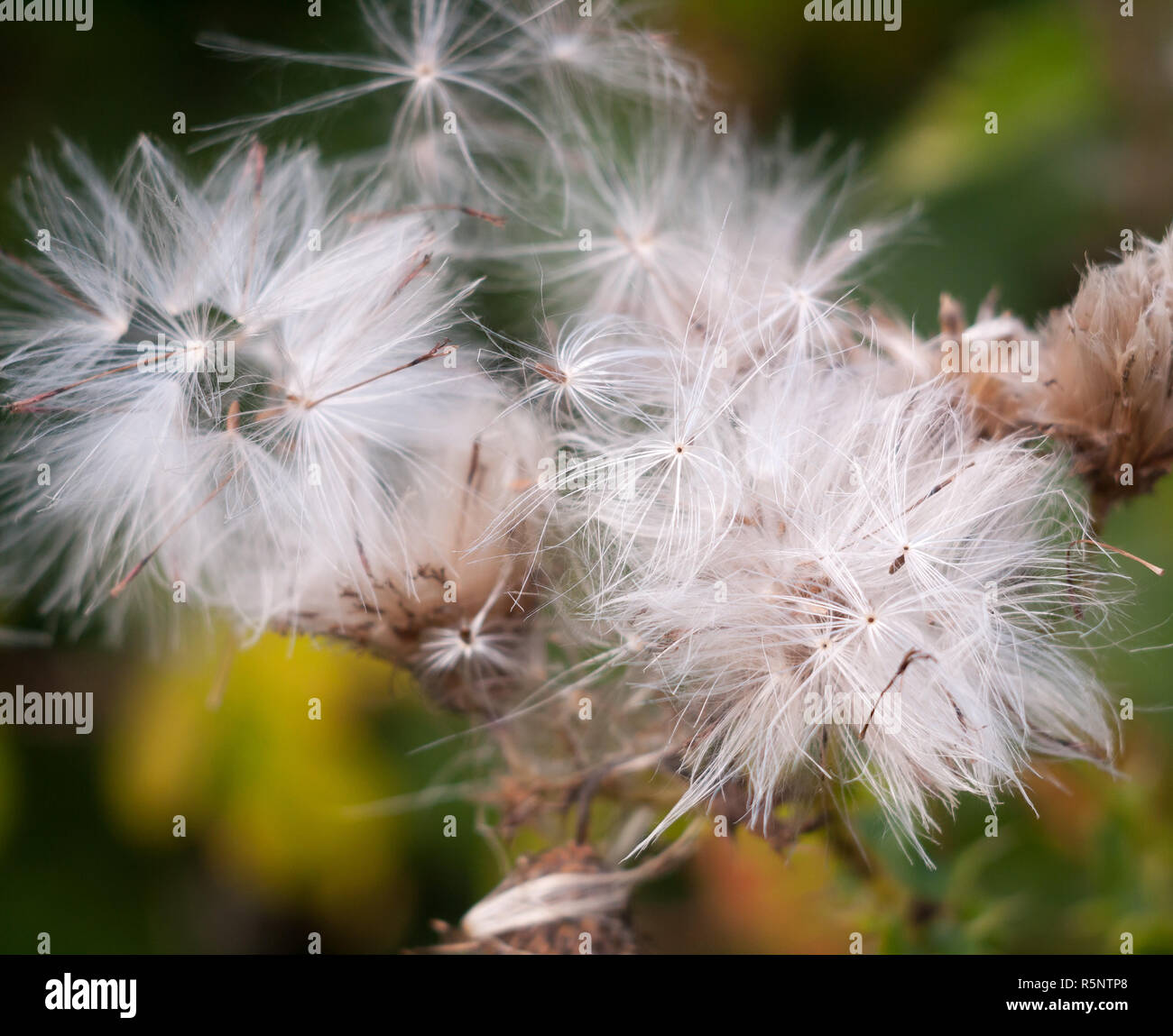 white dispersed seed heads of dandelion Taraxacum officinale Stock ...