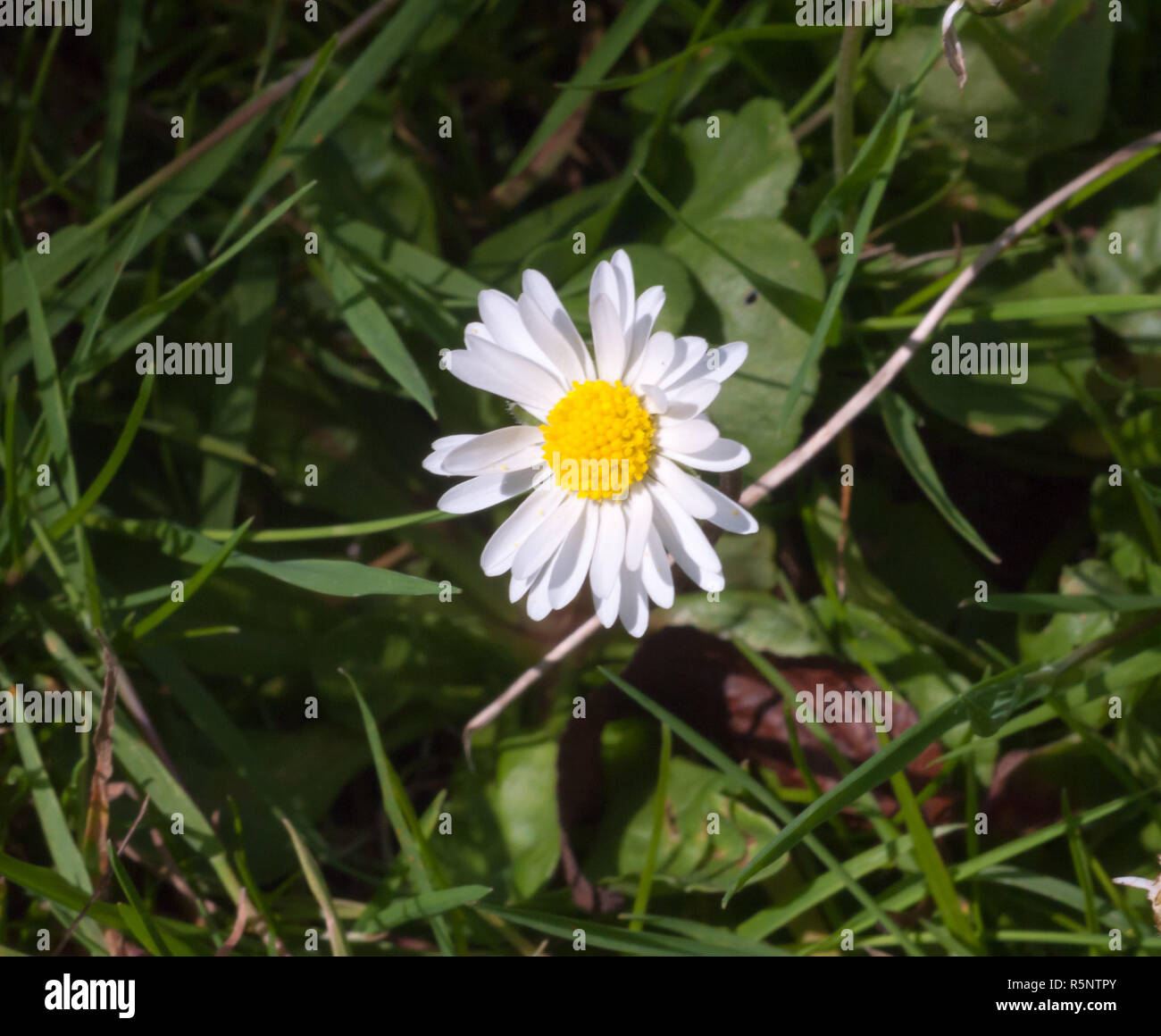 small full petals single yellow and white daisy flower on floor Stock ...