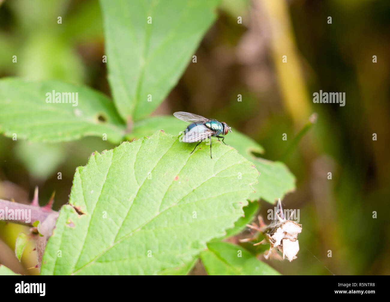 small ugly green fly on leaf Common green bottle fly Lucilia sericata ...