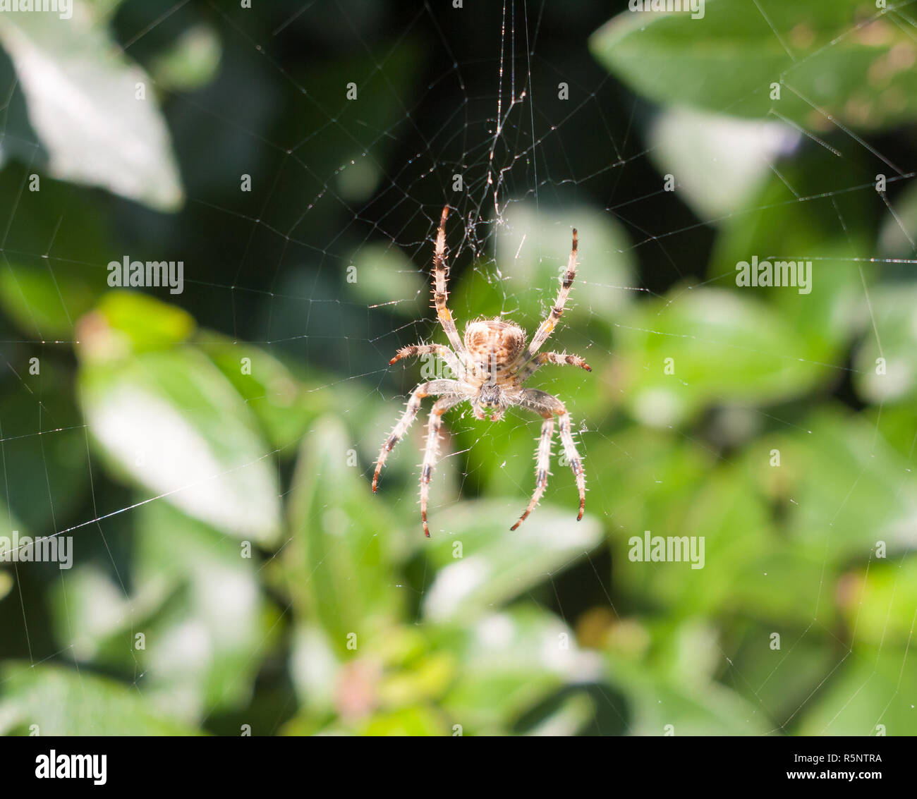 spider on web spider on web outside European Garden Spider or Cross Orb ...