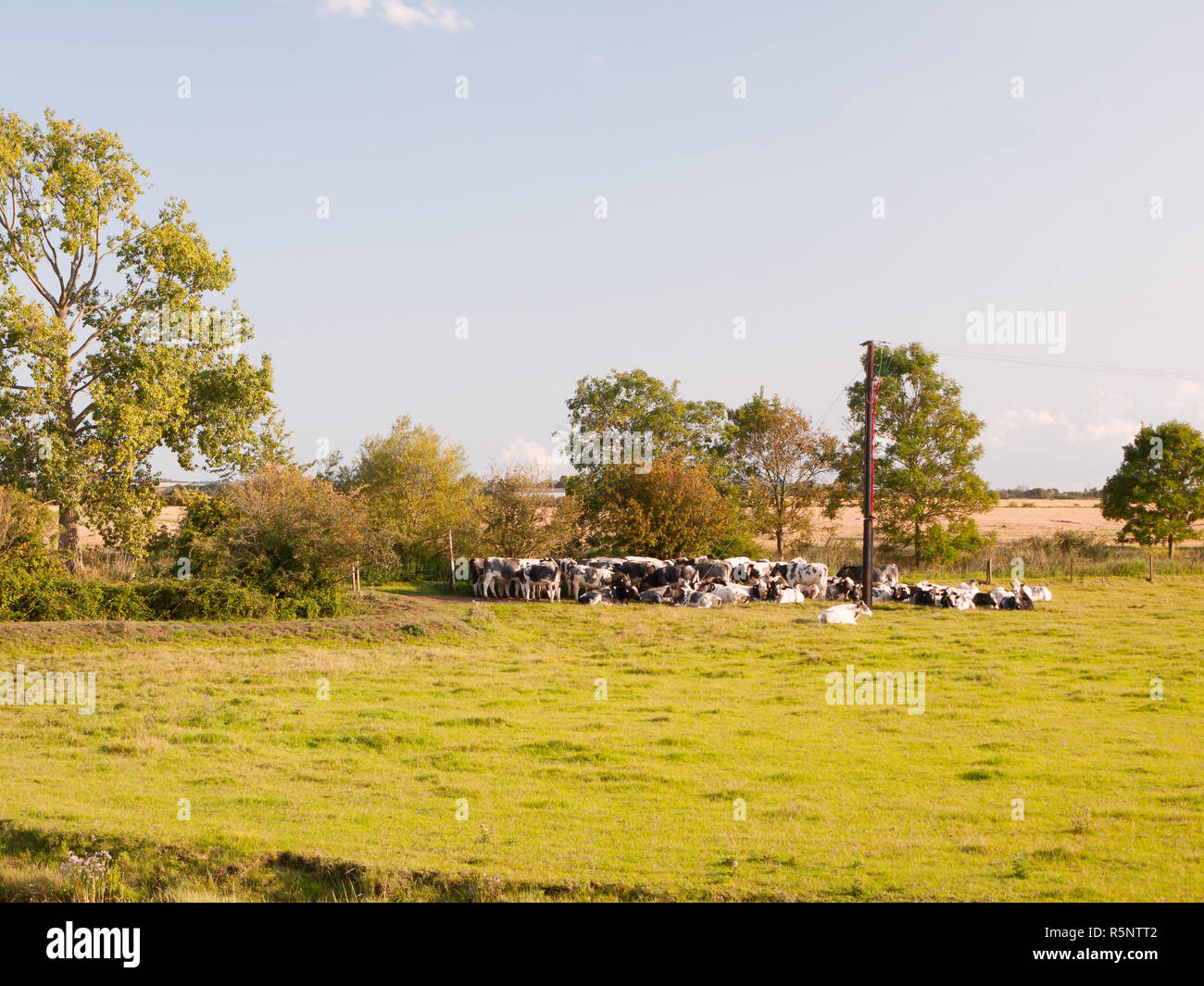 Cow jumping gate hi-res stock photography and images - Alamy