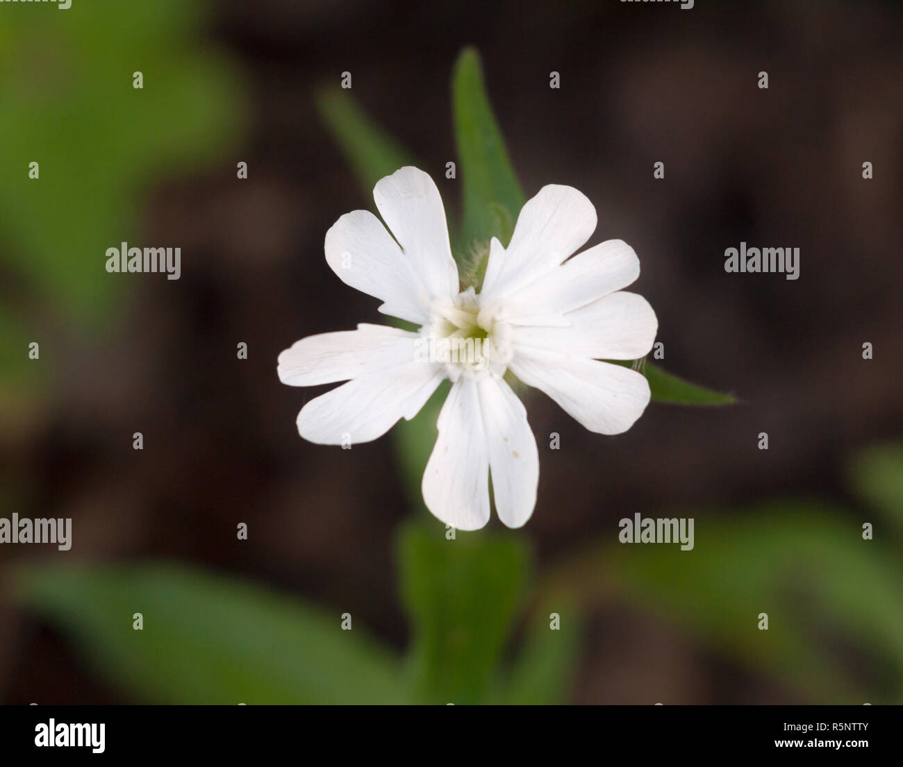 beautiful close up petals of Campion, White Silene latifolia Stock ...