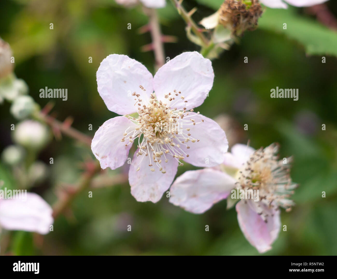 beautiful white sharp petals of bramble plant (Rubus fruticosus Stock ...