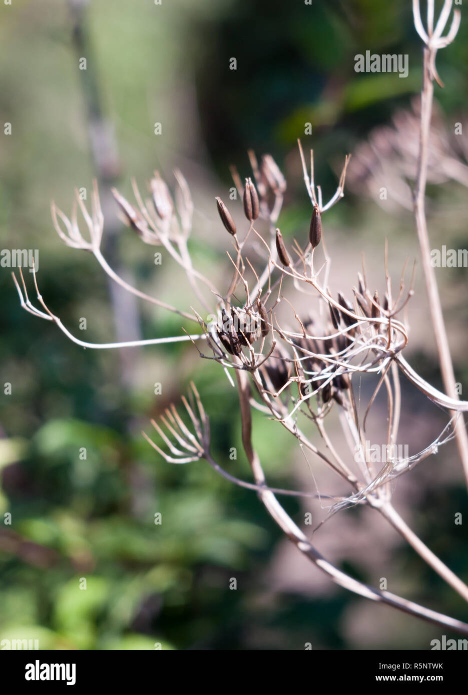 Dead seed hi-res stock photography and images - Alamy