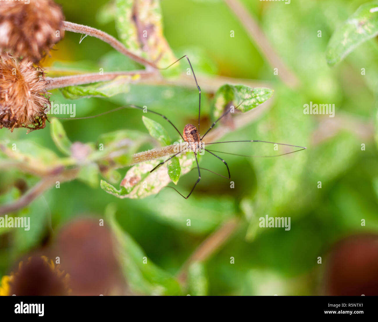 daddy long legs spider in the wild Pholcidae Stock Photo - Alamy