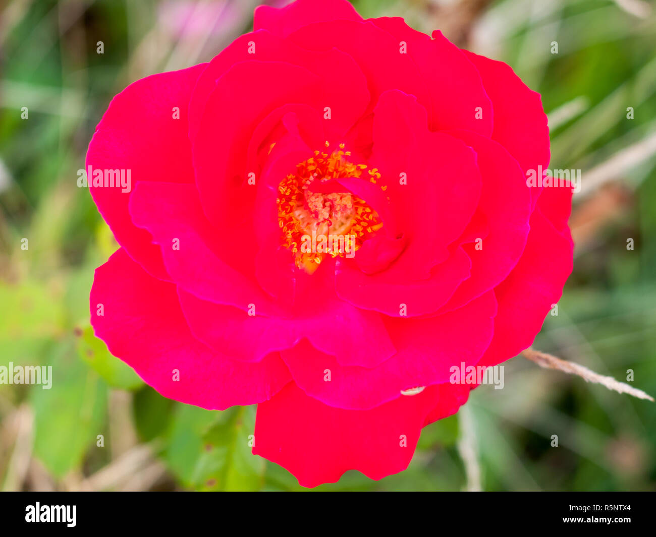 Giant pink rose hi-res stock photography and images - Alamy