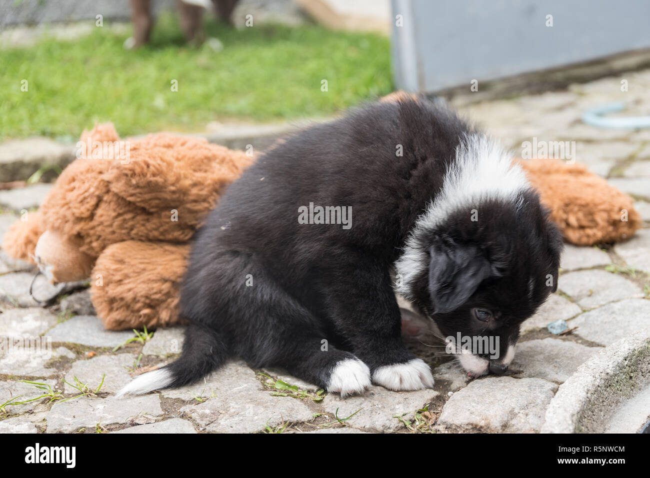 Pupies Stock Photos & Pupies Stock Images - Alamy