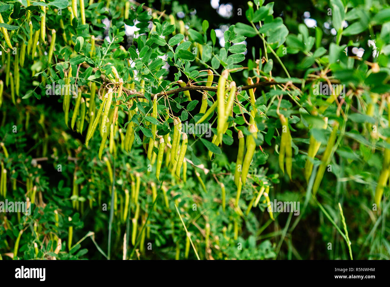 Acacia Pods Stock Photos & Acacia Pods Stock Images - Alamy