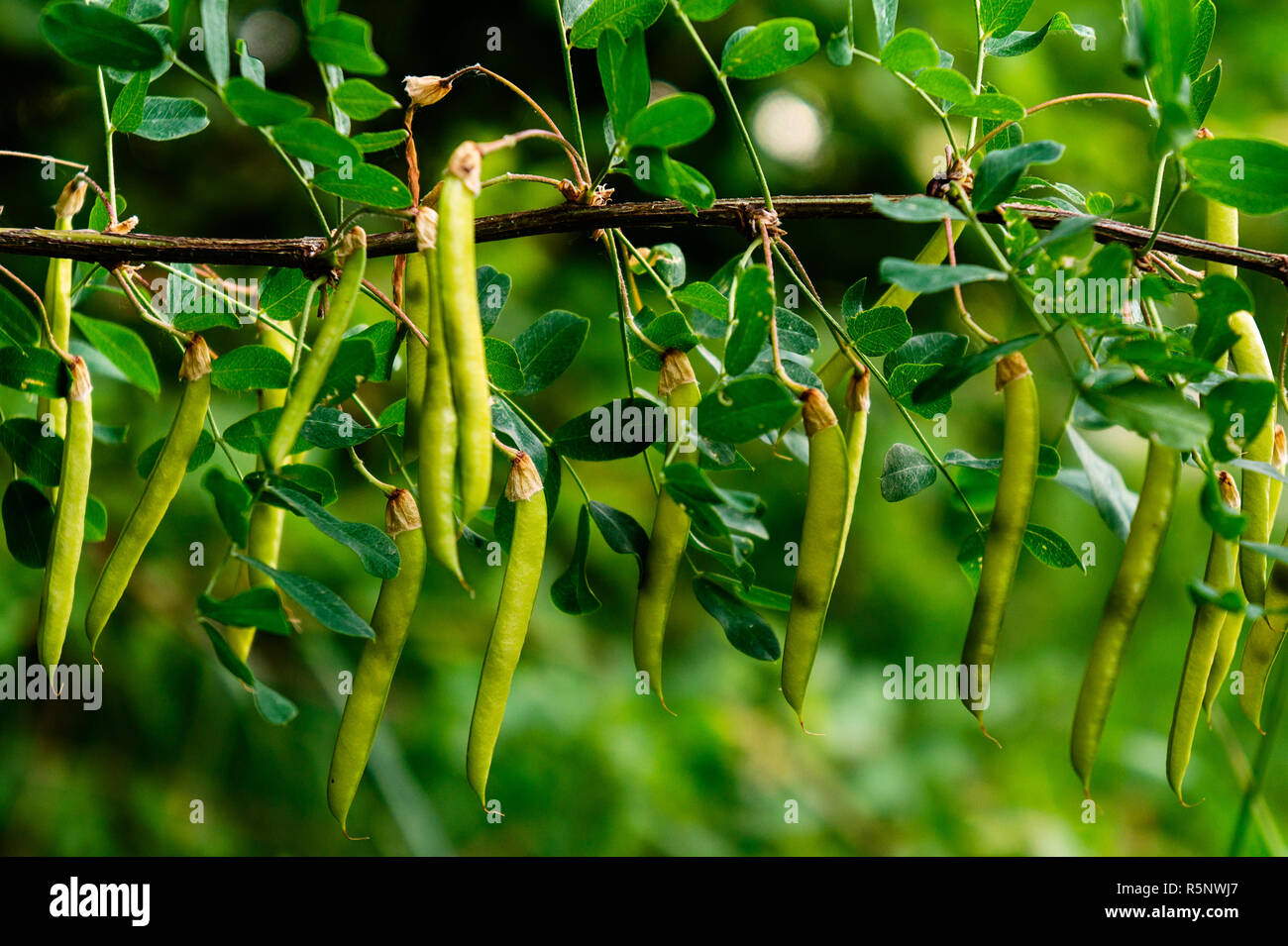 Acacia Pods Stock Photos & Acacia Pods Stock Images - Alamy