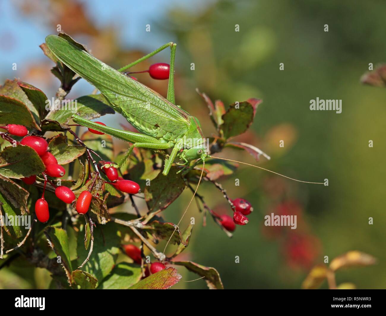 female green haybear (tettigonia viridissima) on common barberry ...