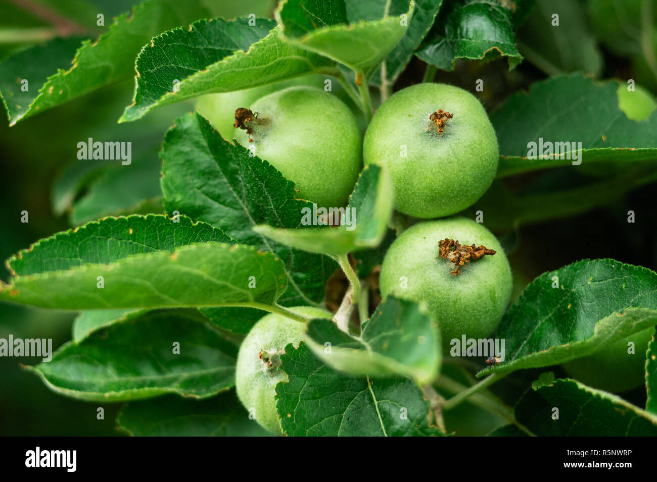The apples reach the tree branch in the garden. New crop of apples ...