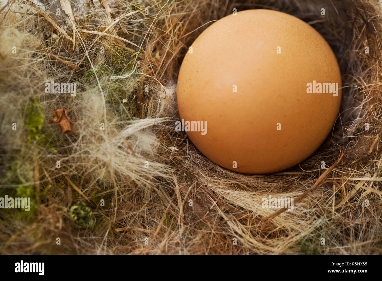 Egg in a nest Stock Photo - Alamy