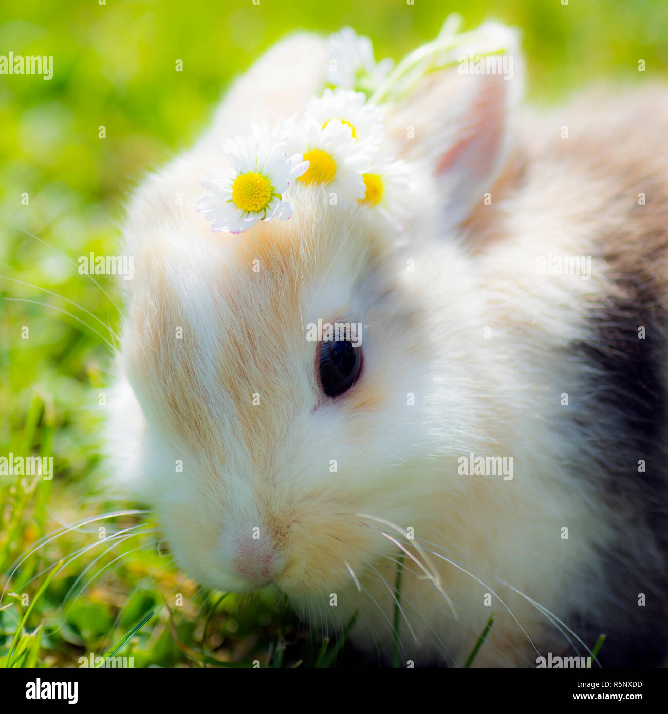 bunny with flowers Stock Photo - Alamy
