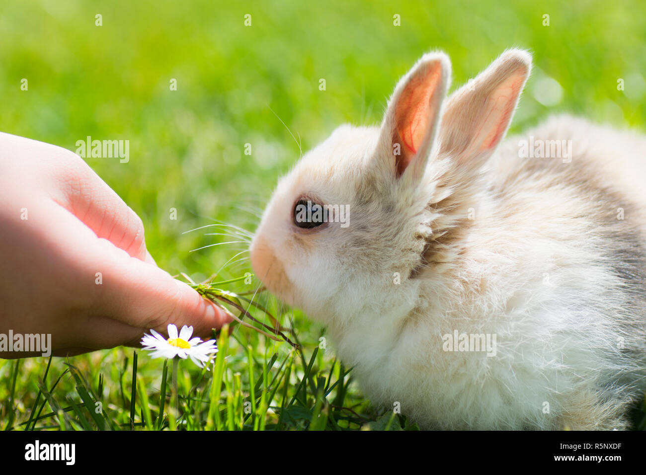 Cute bunny jumping hi-res stock photography and images - Alamy