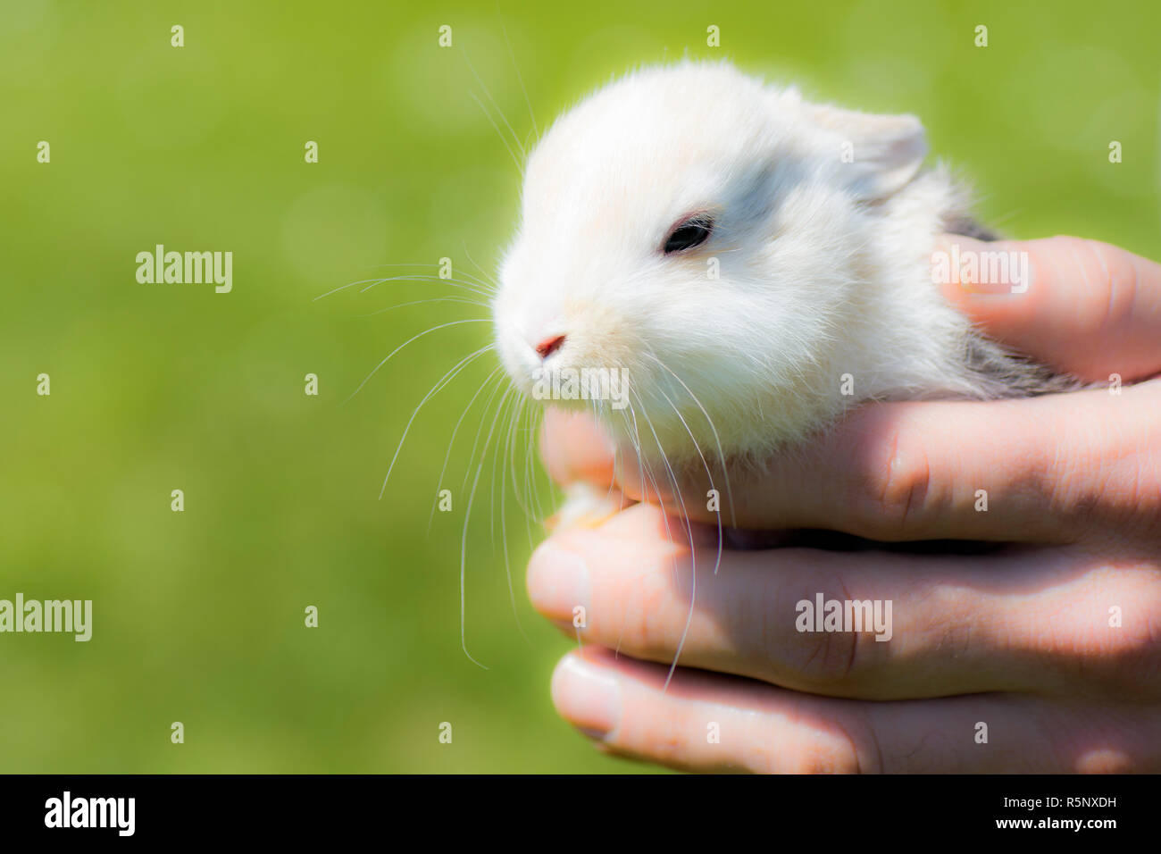 white bunny in male hands Stock Photo - Alamy