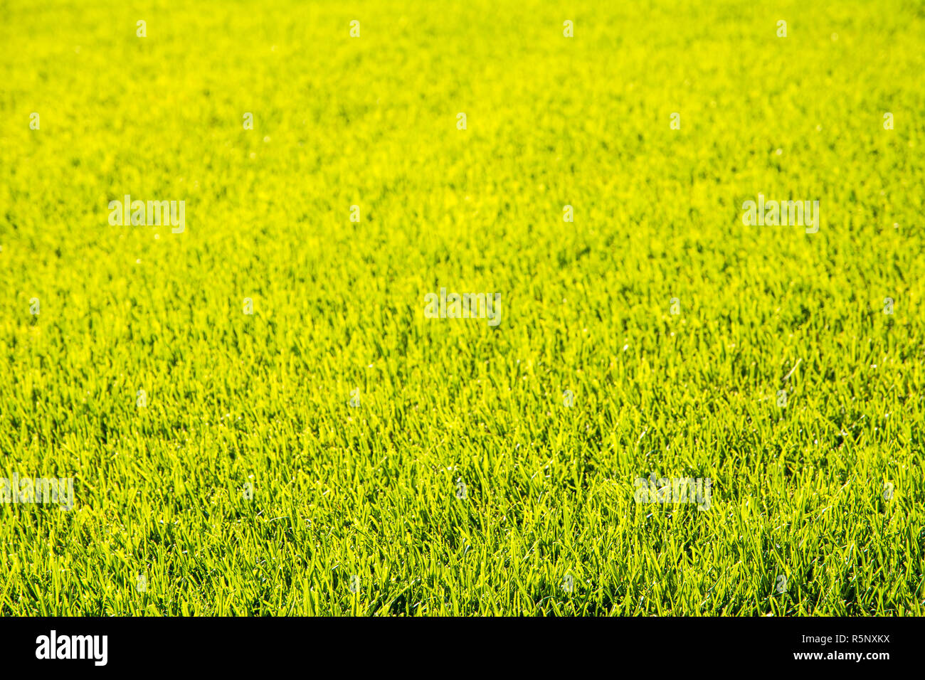 Small perfect lawn hi-res stock photography and images - Alamy