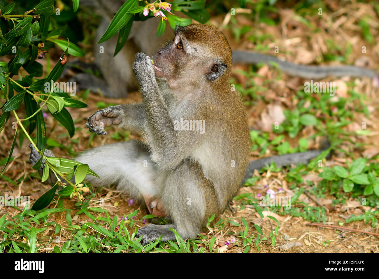Funny Monkey eating Stock Photo - Alamy
