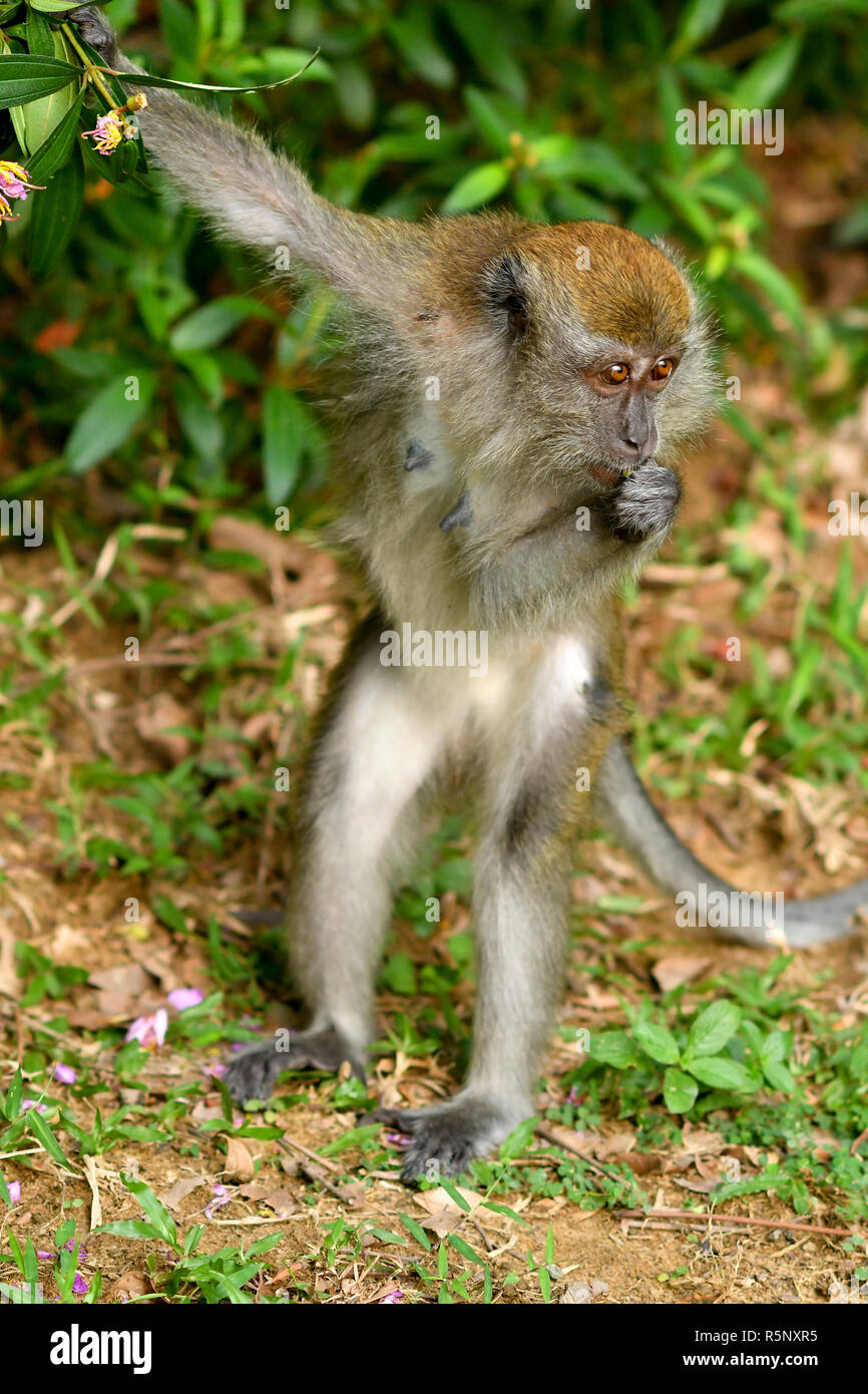 Funny Monkey eating Stock Photo - Alamy