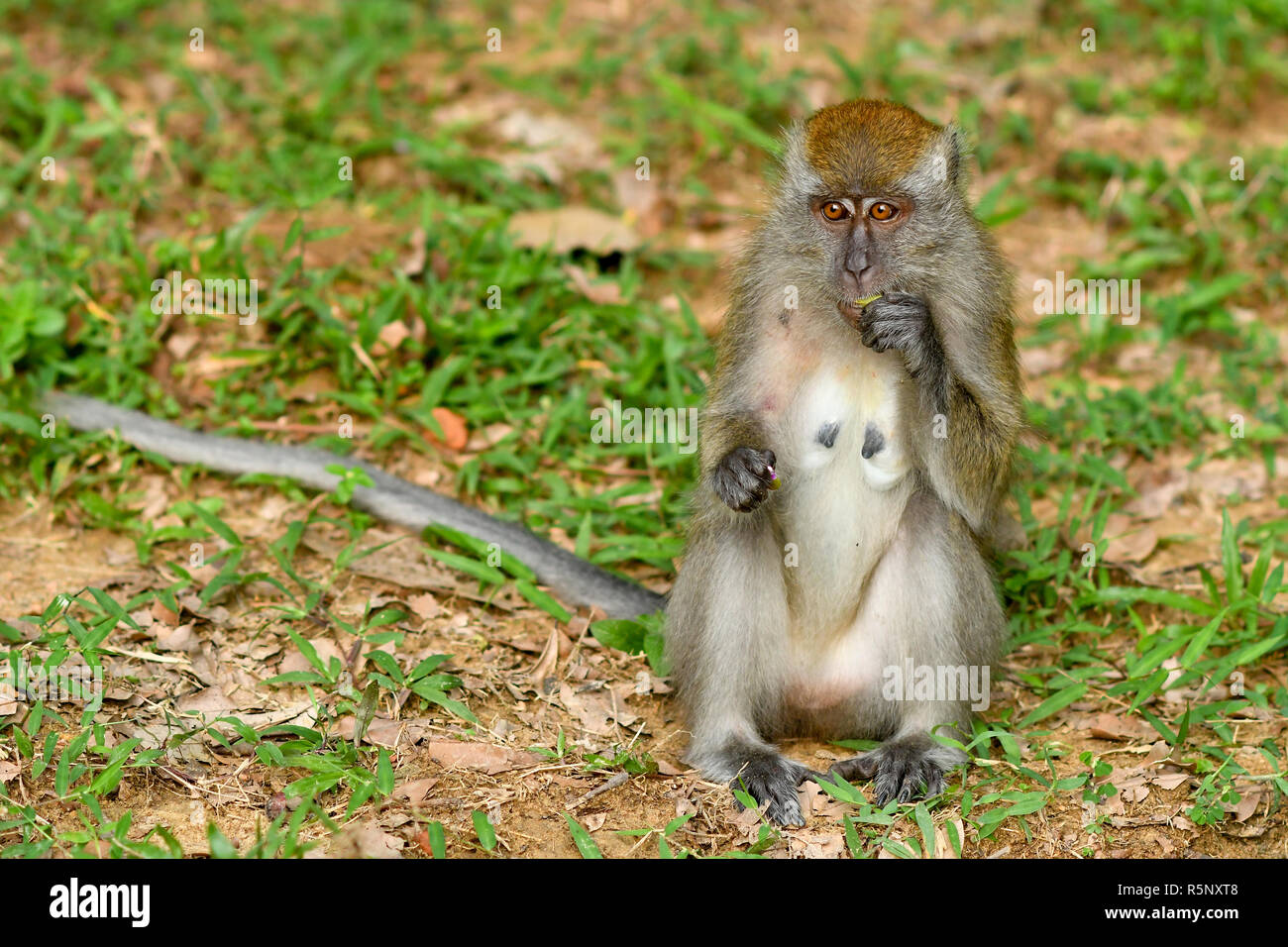 Funny Monkey eating Stock Photo - Alamy