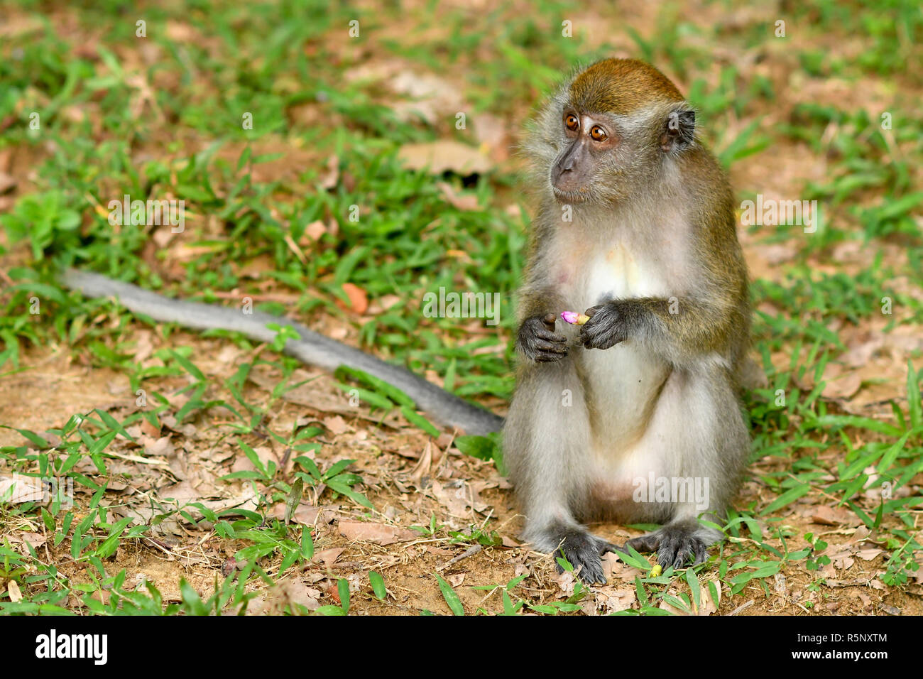 Funny Monkey eating Stock Photo - Alamy