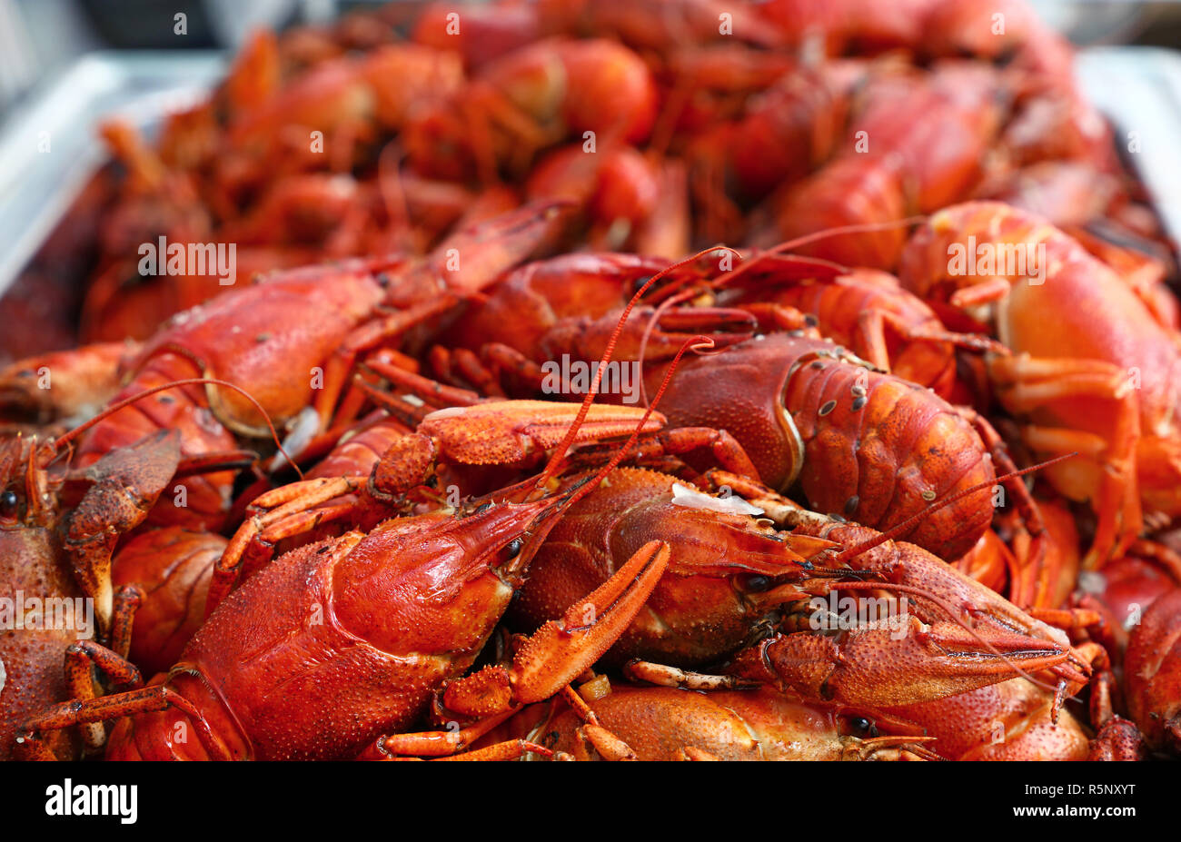 Close up panorama fresh fish hi-res stock photography and images - Alamy