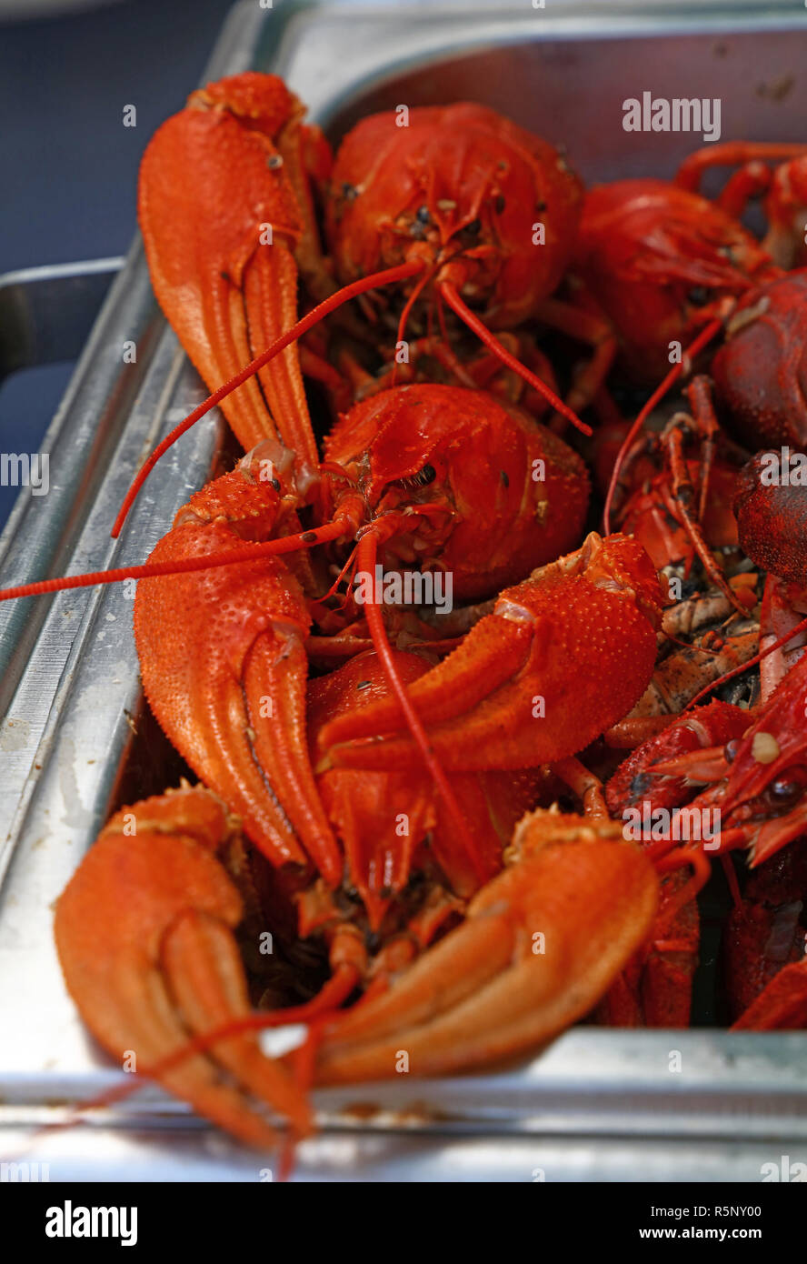 Crayfish eats fish hi-res stock photography and images - Alamy